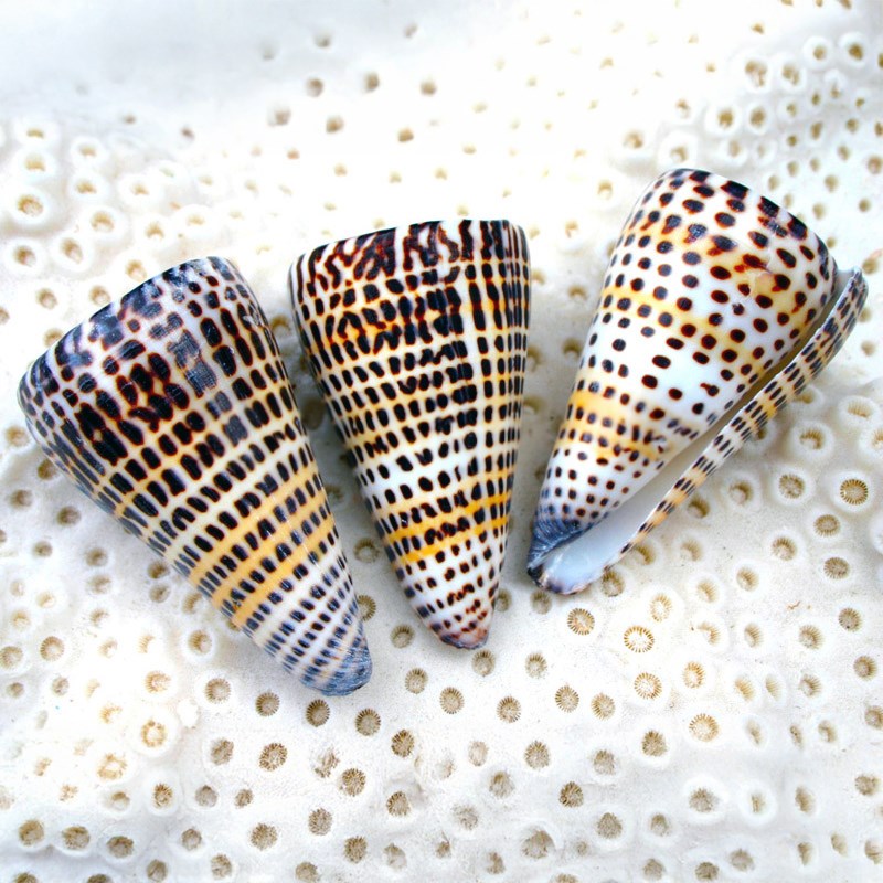 Conus litteratus – Marine Arts