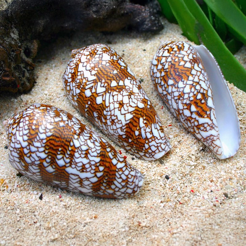 Conus textile – Marine Arts