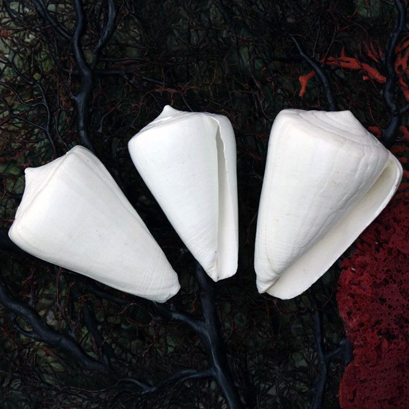 Conus quercinus white – Marine Arts