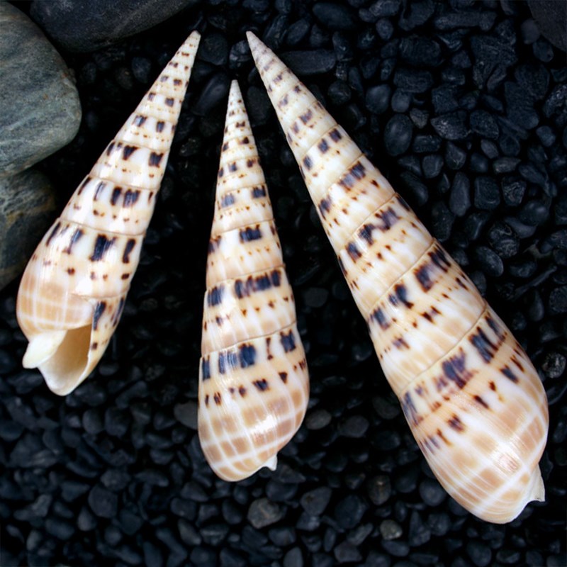 Terebra maculata – Marine Arts