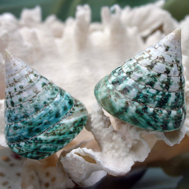 Trochus pyramis green smooth polished – Marine Arts