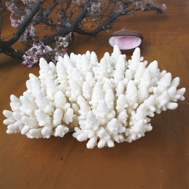 Coral - Acropora finger (30-35cm) – Marine Arts