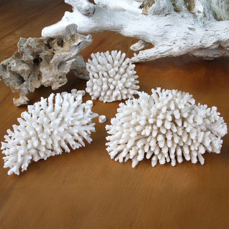 Coral - Acropora finger upright (10-15cm) – Marine Arts